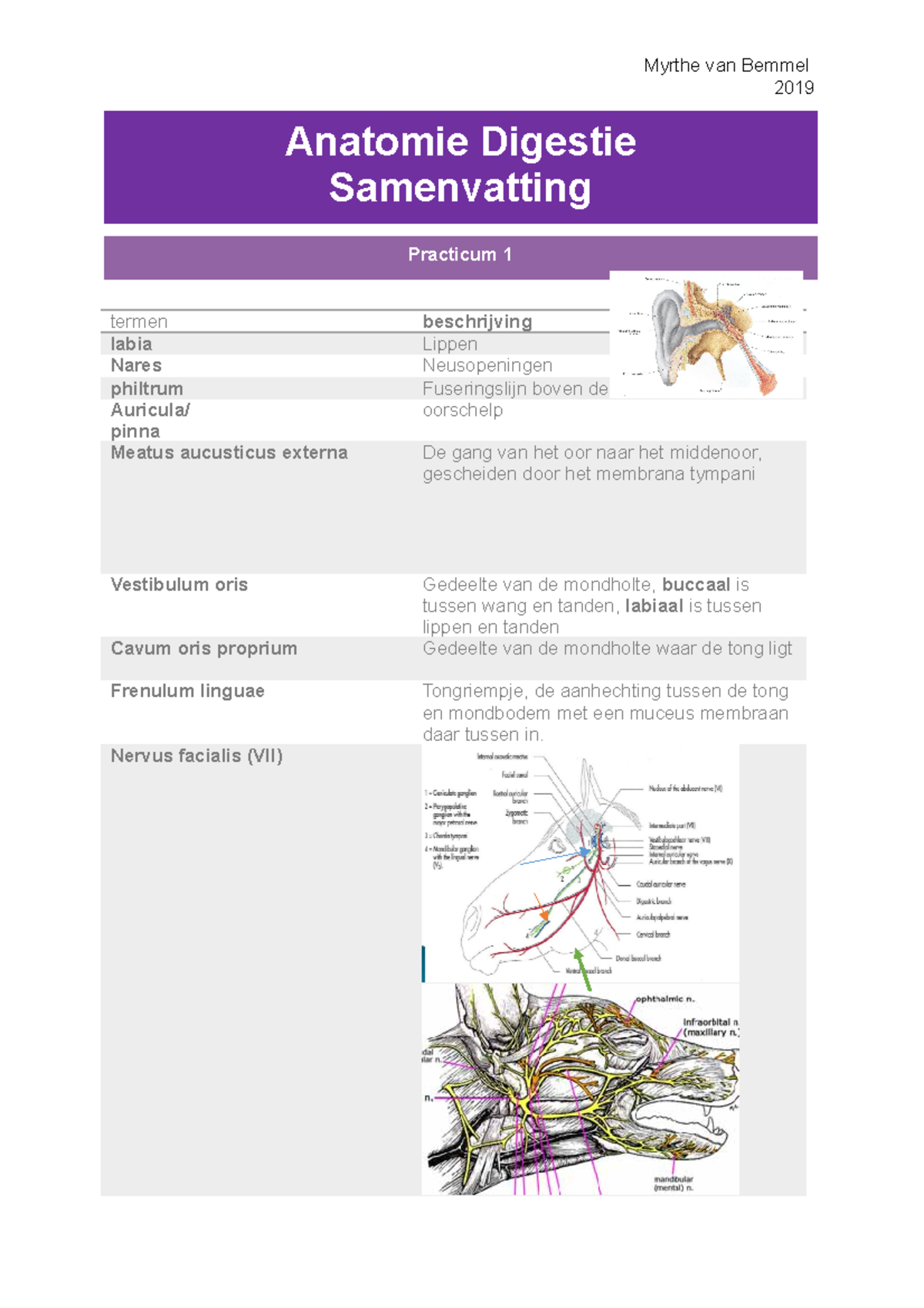 SV Anatomie Digestie: Compleet Overzicht van Mond- en Keelstructuren ...