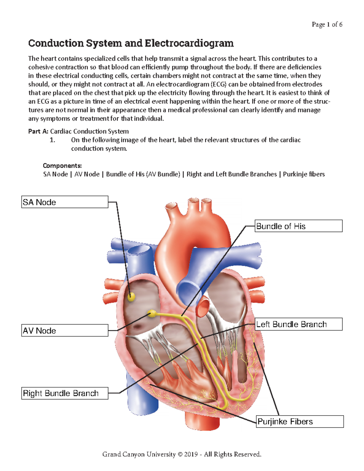 Cardiac Conduction System Labeled
