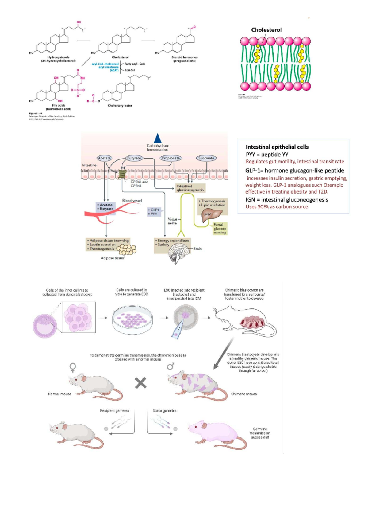 Artificial 3D Biomaterials & MSC Therapy for GvHD: A Study - Studocu