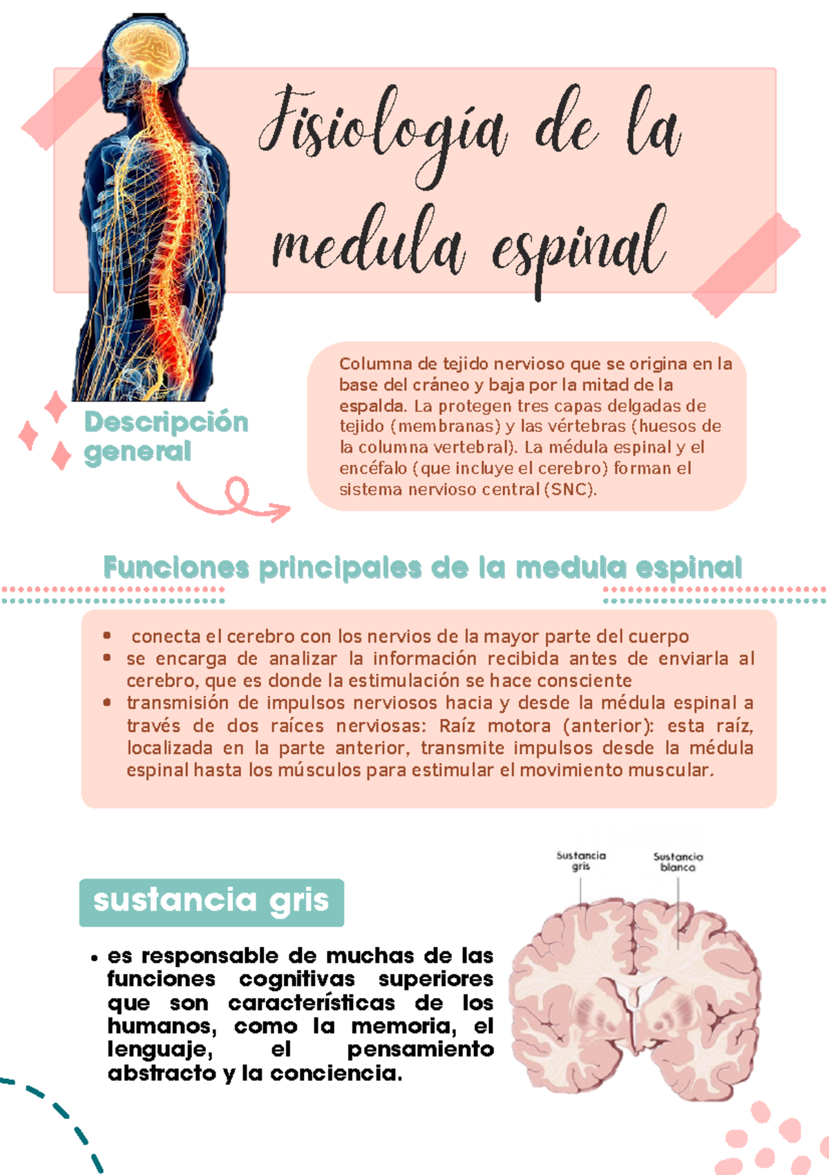 Funciones De La Médula Espinal