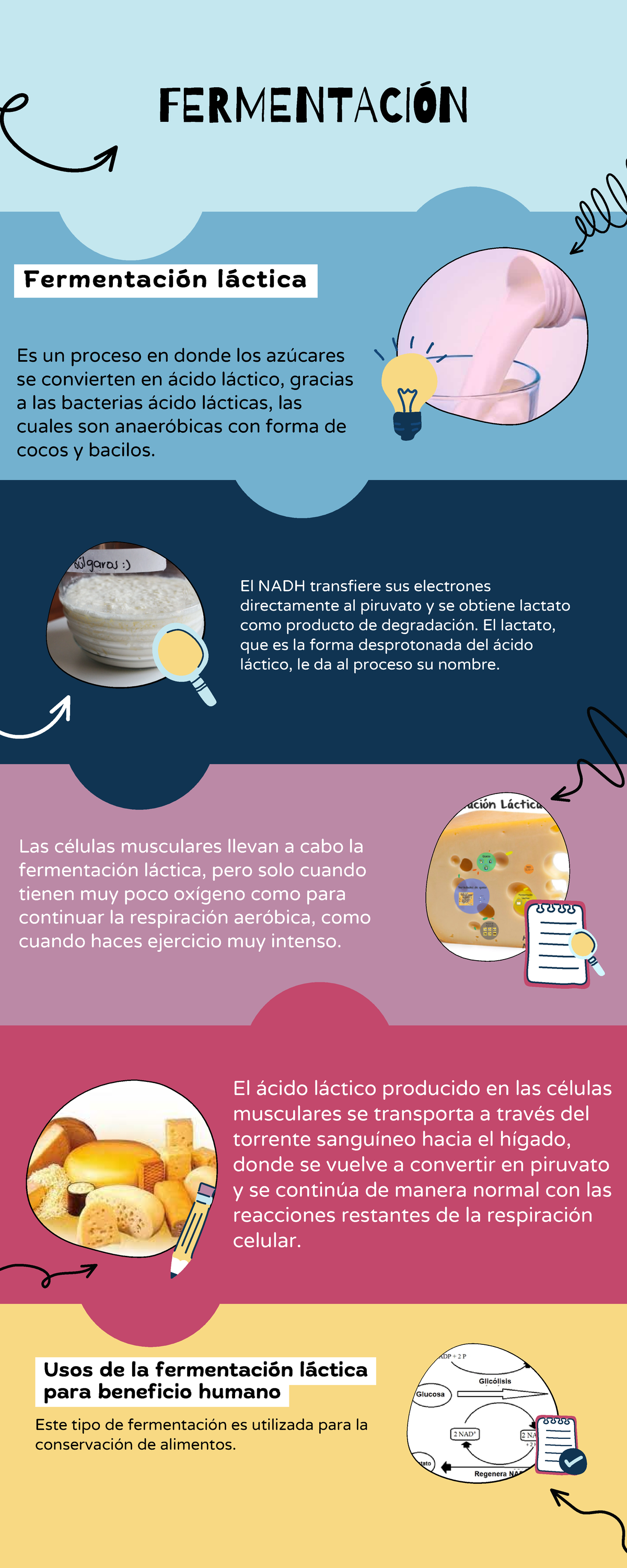 Proceso De Fermentación Celular Fermentación: Qué Es, Tipos Y