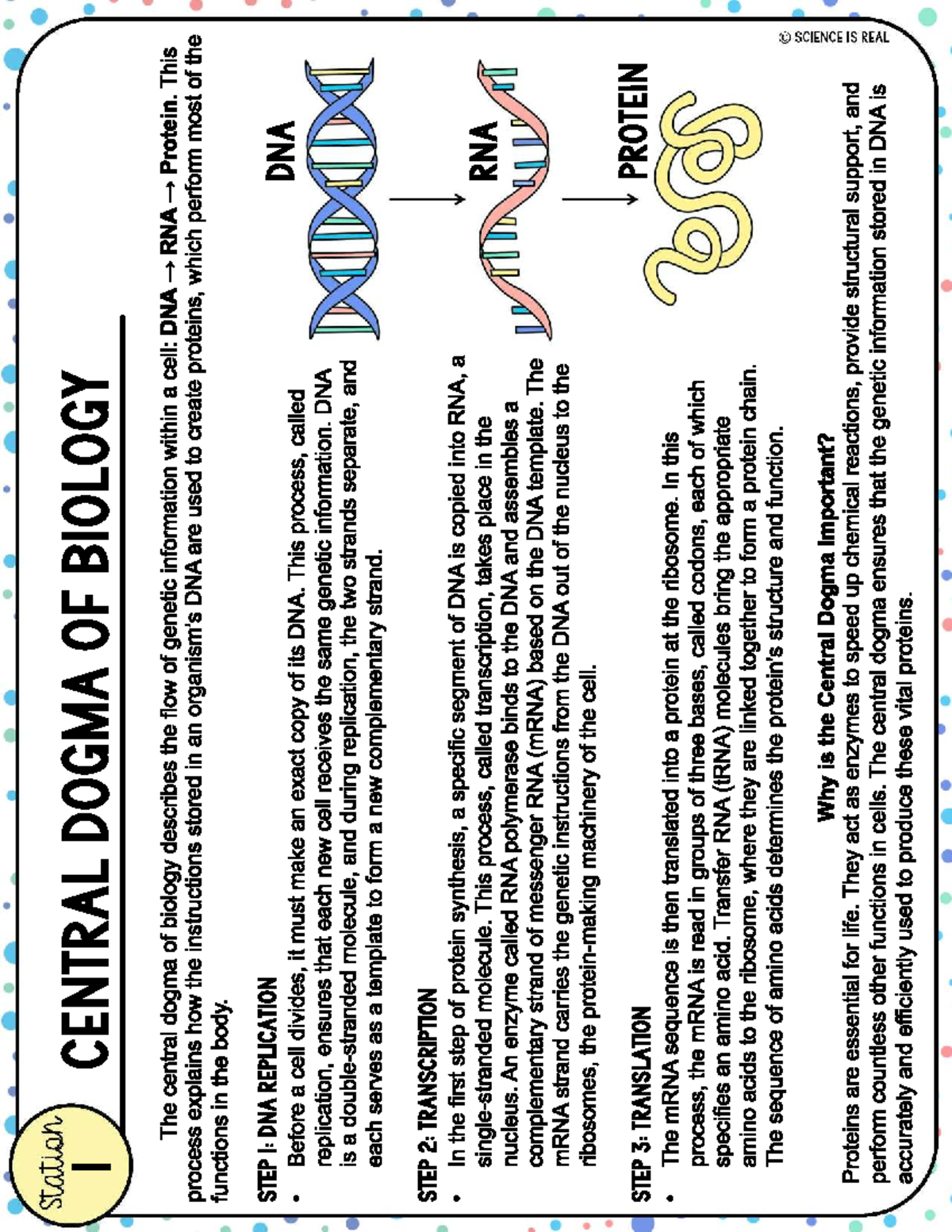 Station Lab: Understanding the Central Dogma of Biology (BIO 101) - Studocu
