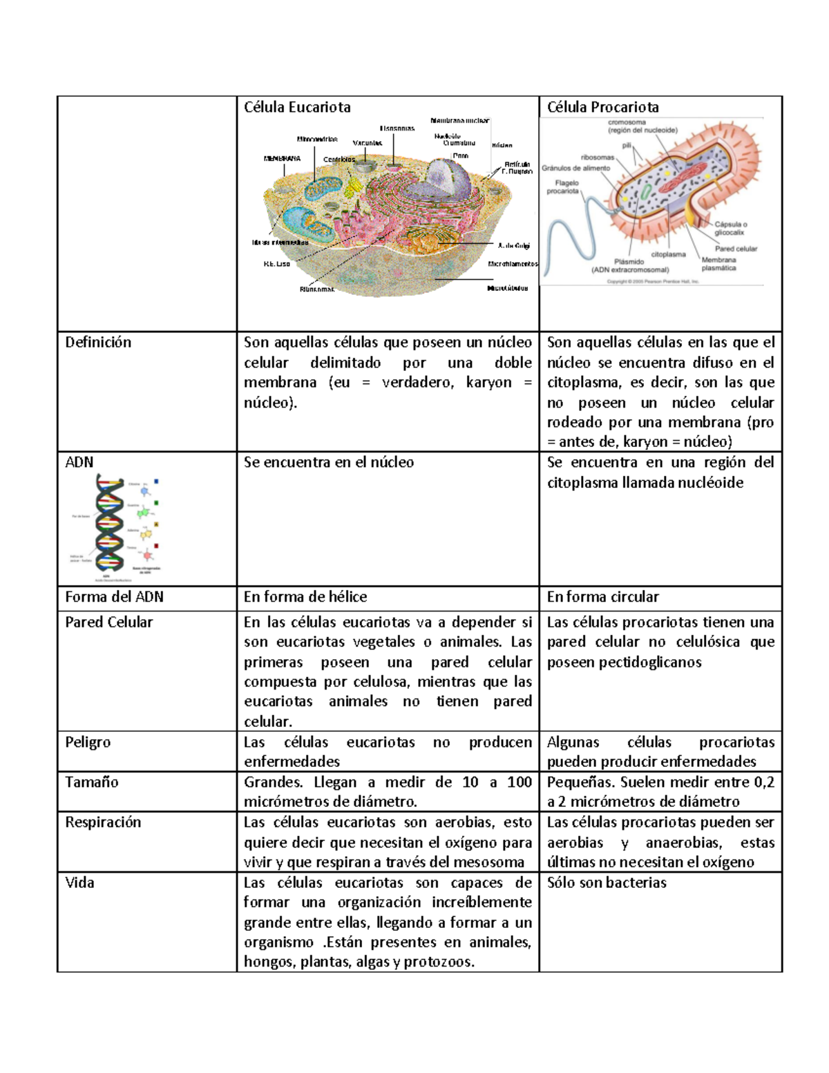 Diferencias Entre Celula Eucariota Y Celula Procariota Cuadro Comparativo