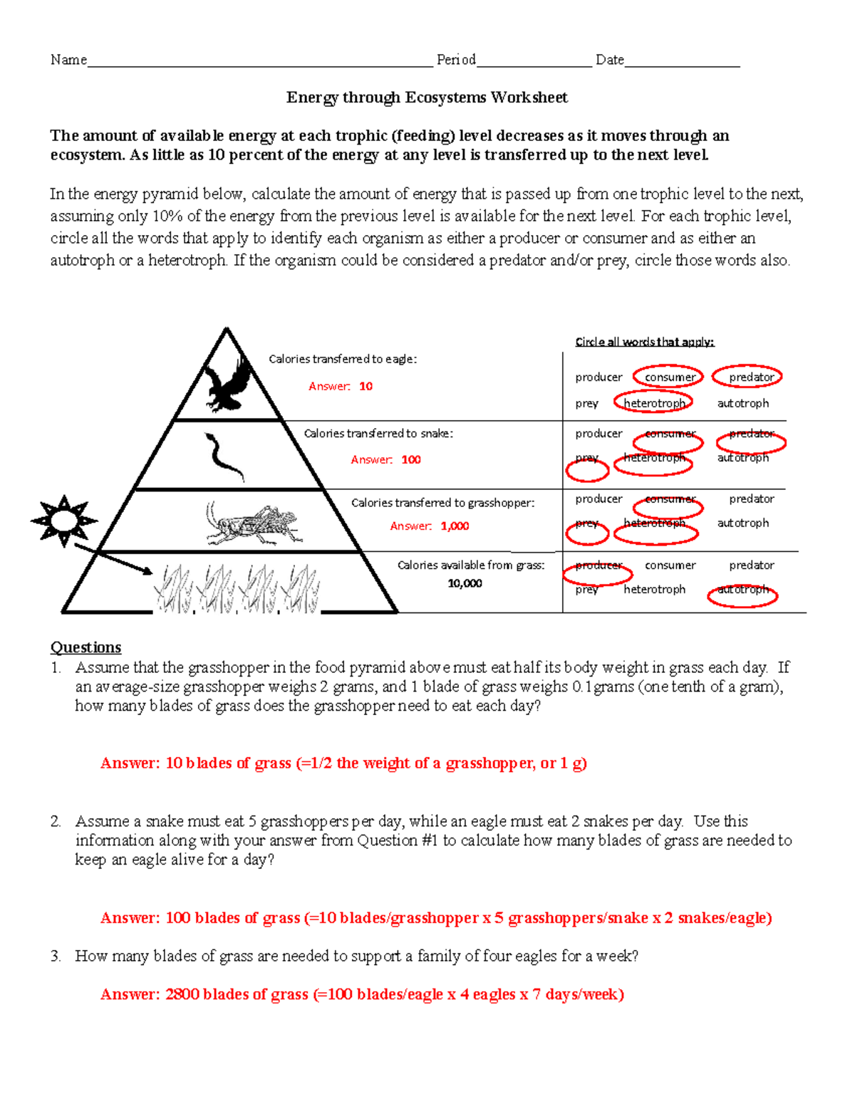 Energy In Ecosystems Worksheet