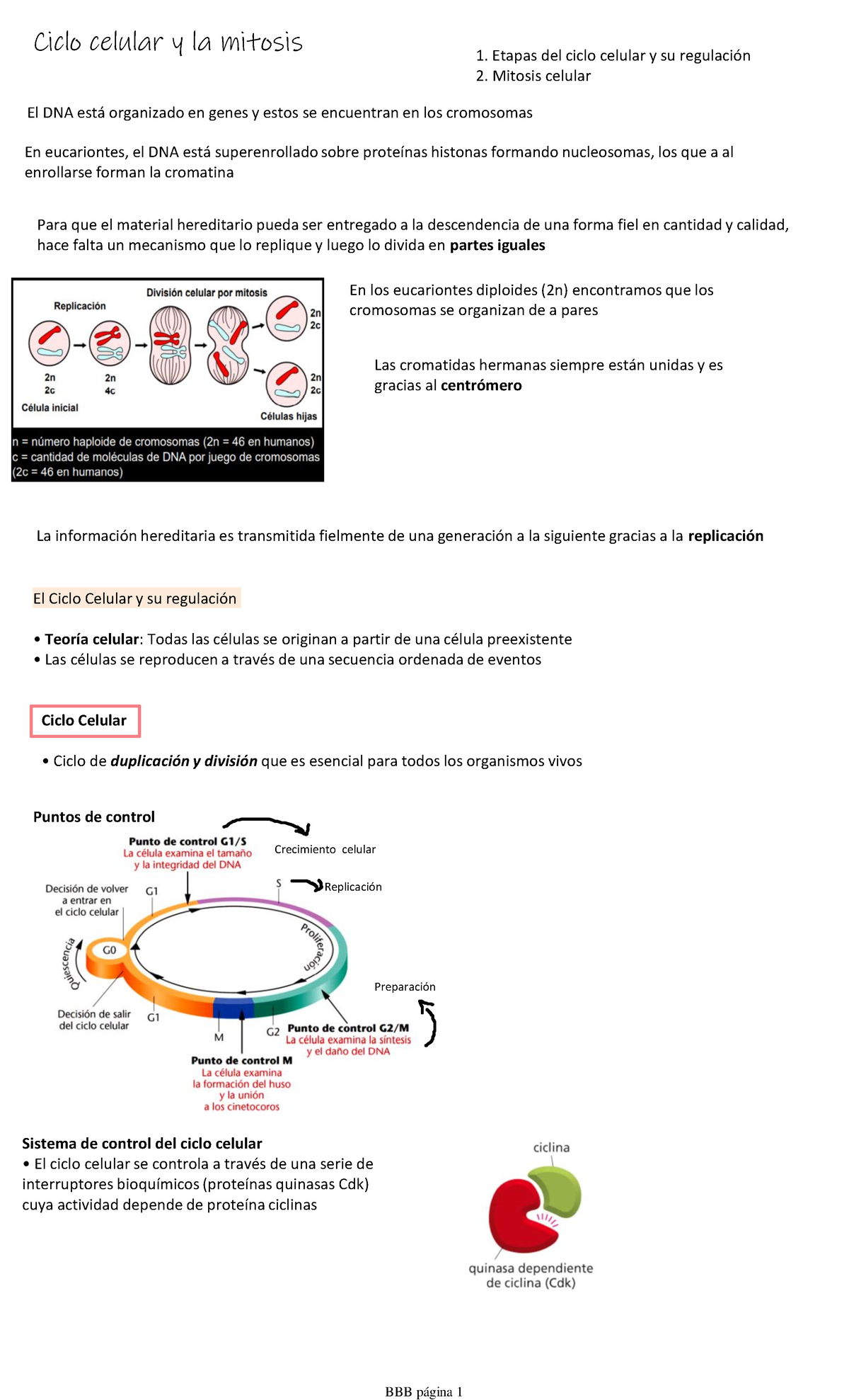 BBB - Ciclo Celular, Mitosis y Apoptosis en Eucariontes - Studocu