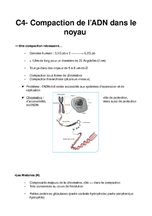 7. Embryo région caudale - Embryologie de la région caudale de l ...