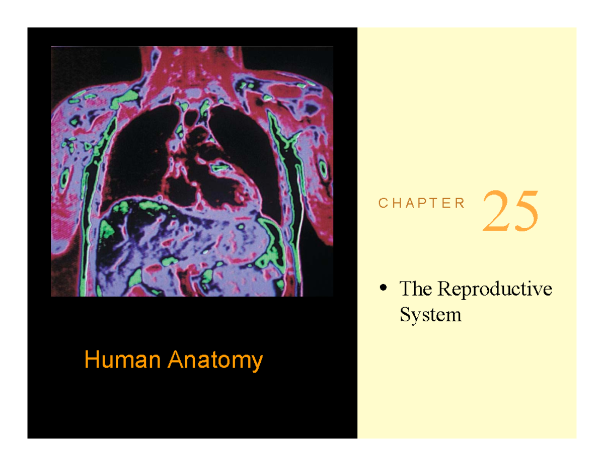 Lecture Ch. 25 - The Reproductive System - ####### C H A P T E R ...