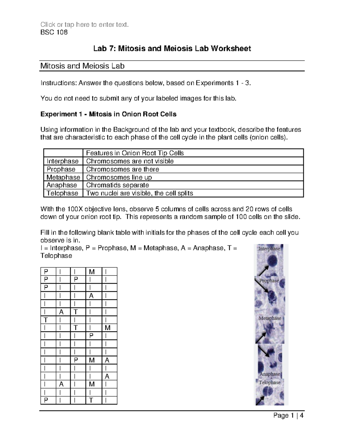BSC 108 Lab 7: Mitosis and Meiosis Lab Worksheet - Studocu
