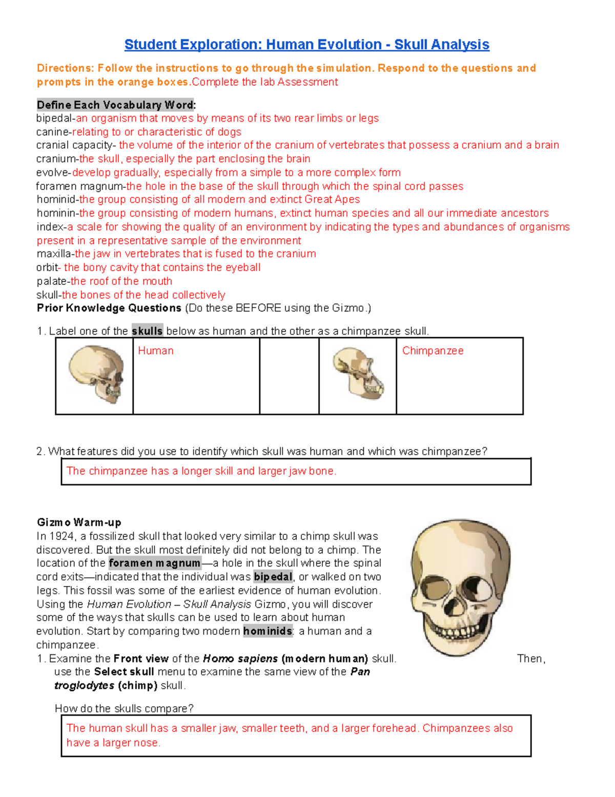 Gizmo: Human Evolution - Student Exploration: Human Evolution Skull ...