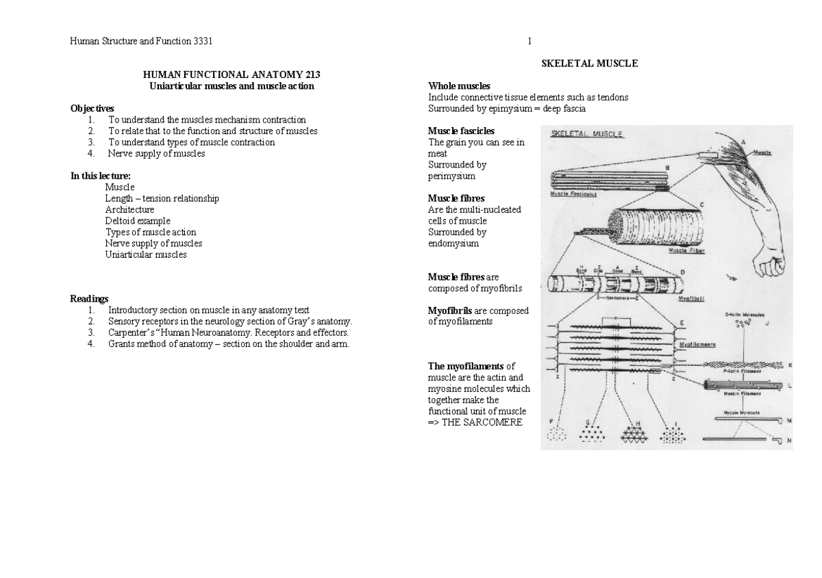 Human Functional Anatomy 3331: Muscle Mechanisms & Actions Lecture ...