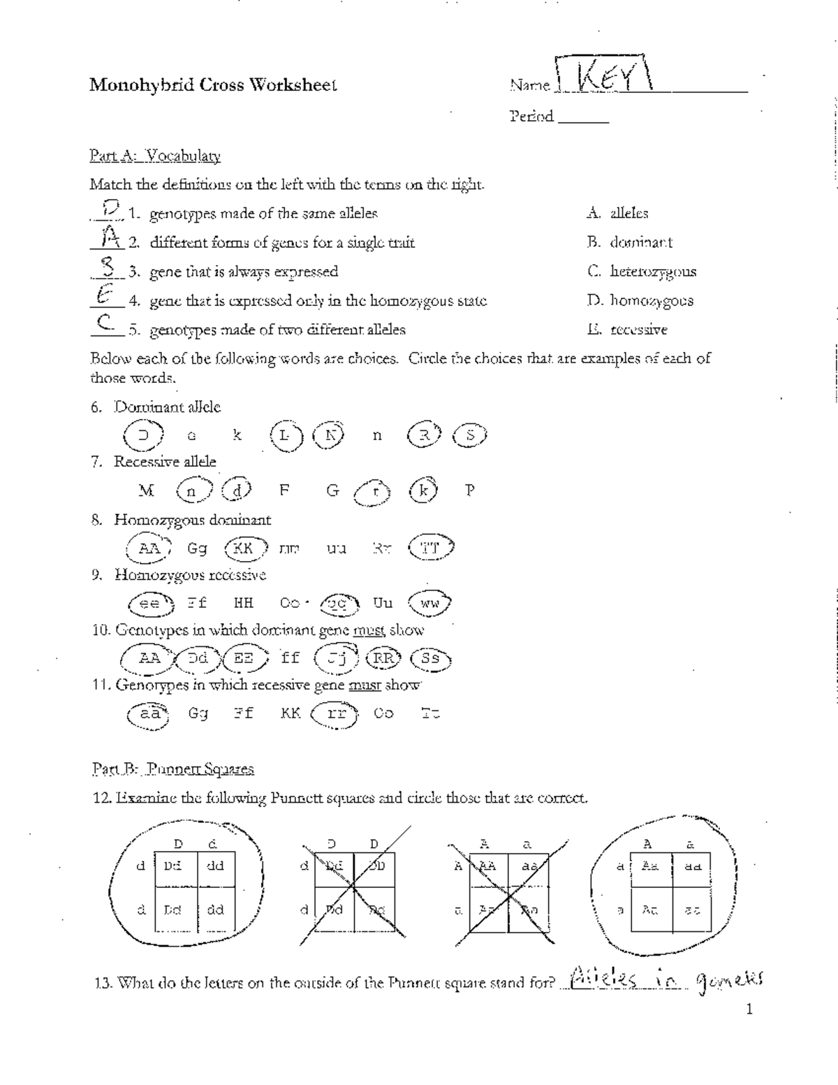 Monohybrid-Cross-Worksheet Answer - Monohybrid Cross Worksheet Name KEY ...