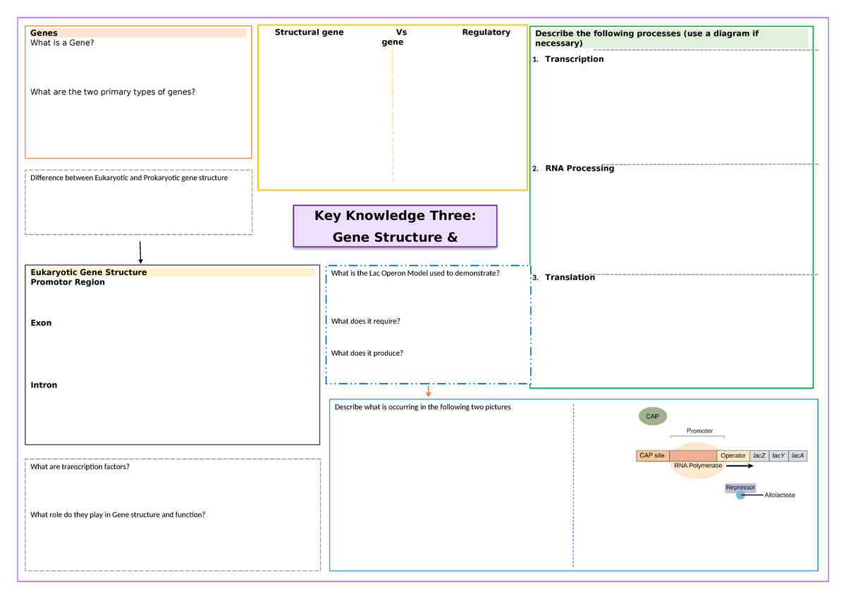 Unit 3 - Key knowledge 3 - Gene Structure and Regulation - Key ...