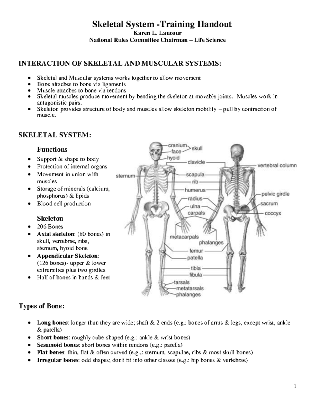 Comprehensive Overview of the Skeletal System (Life Science) - Studocu