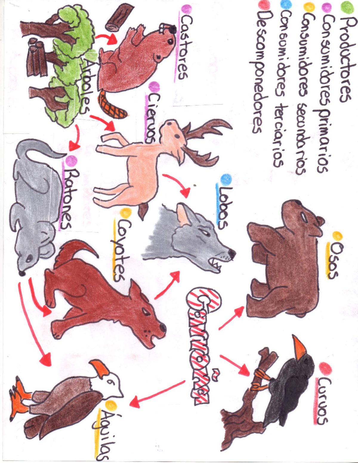 Cadena- Trófica - Biología IV - Productores Osos Consumidores primarios ...