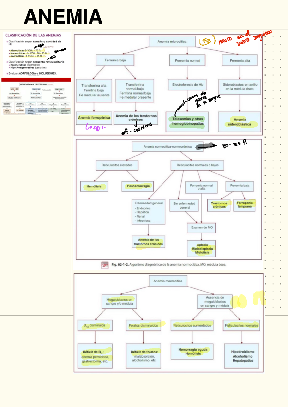 Anemia esquemas - ANEMIA CLASIFICACIÓN DE LAS ANEMIAS Clasificación según tamaño y cantidad de ...