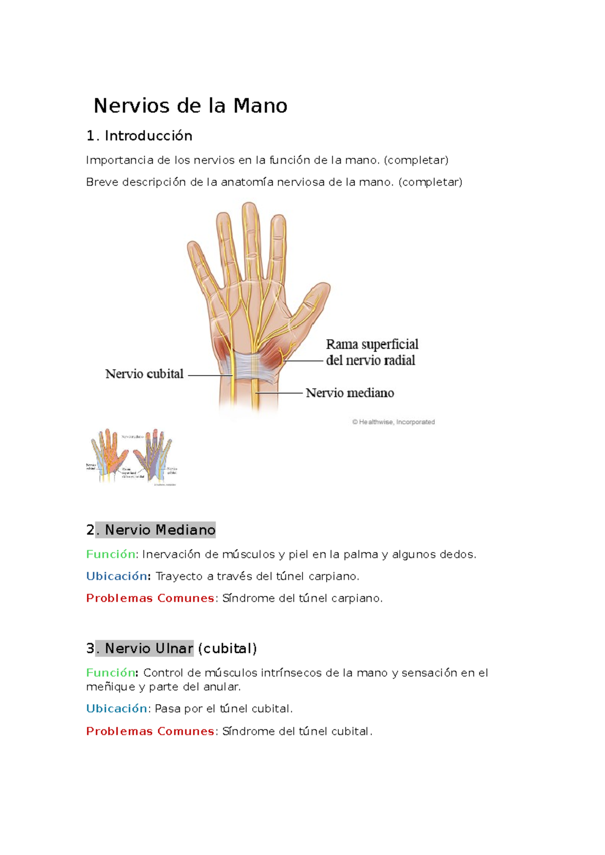 Nervios de la Mano: Apuntes sobre Anatomía y Funciones - Studocu