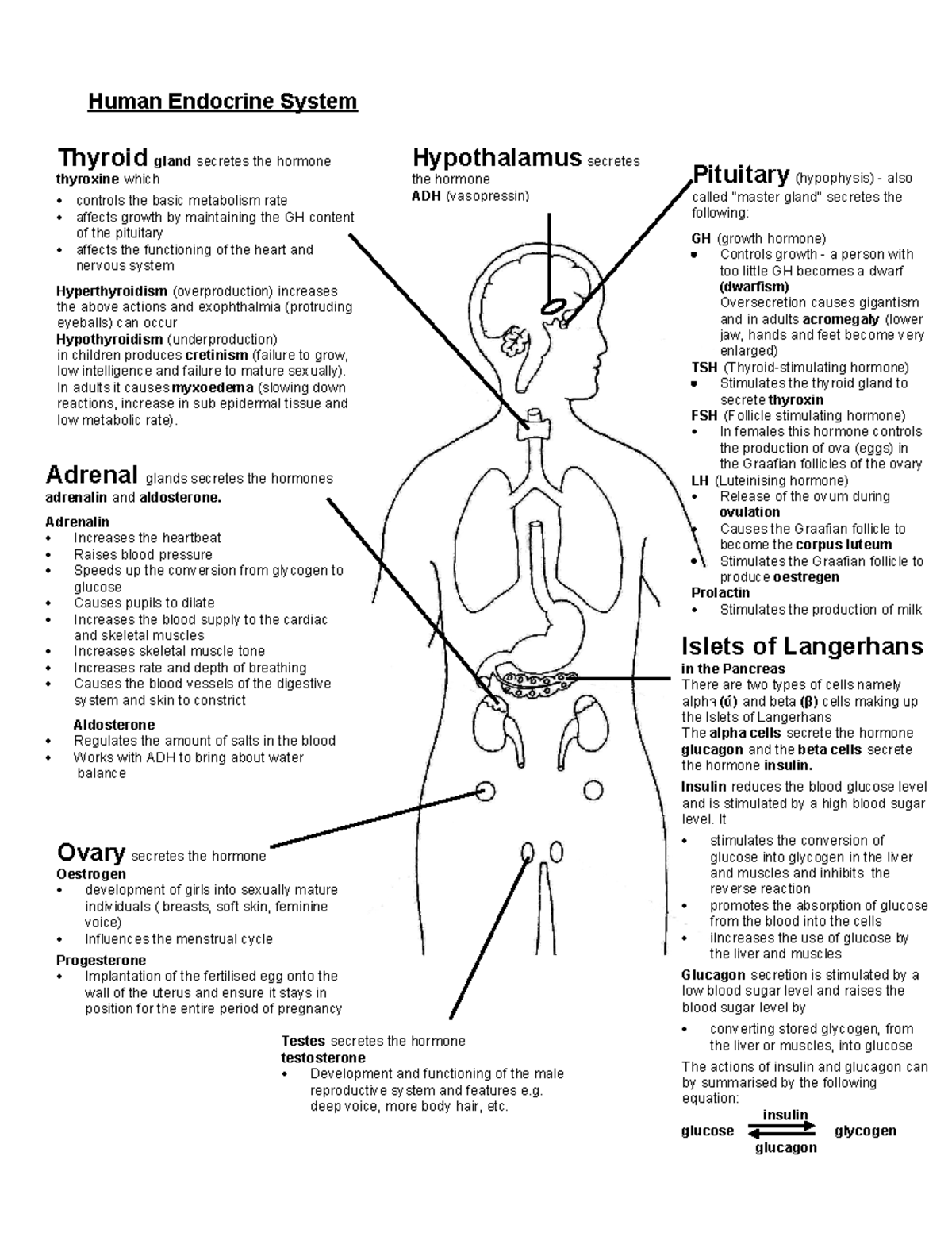 Endocrine System Overview and Negative Feedback Mechanism - Studocu