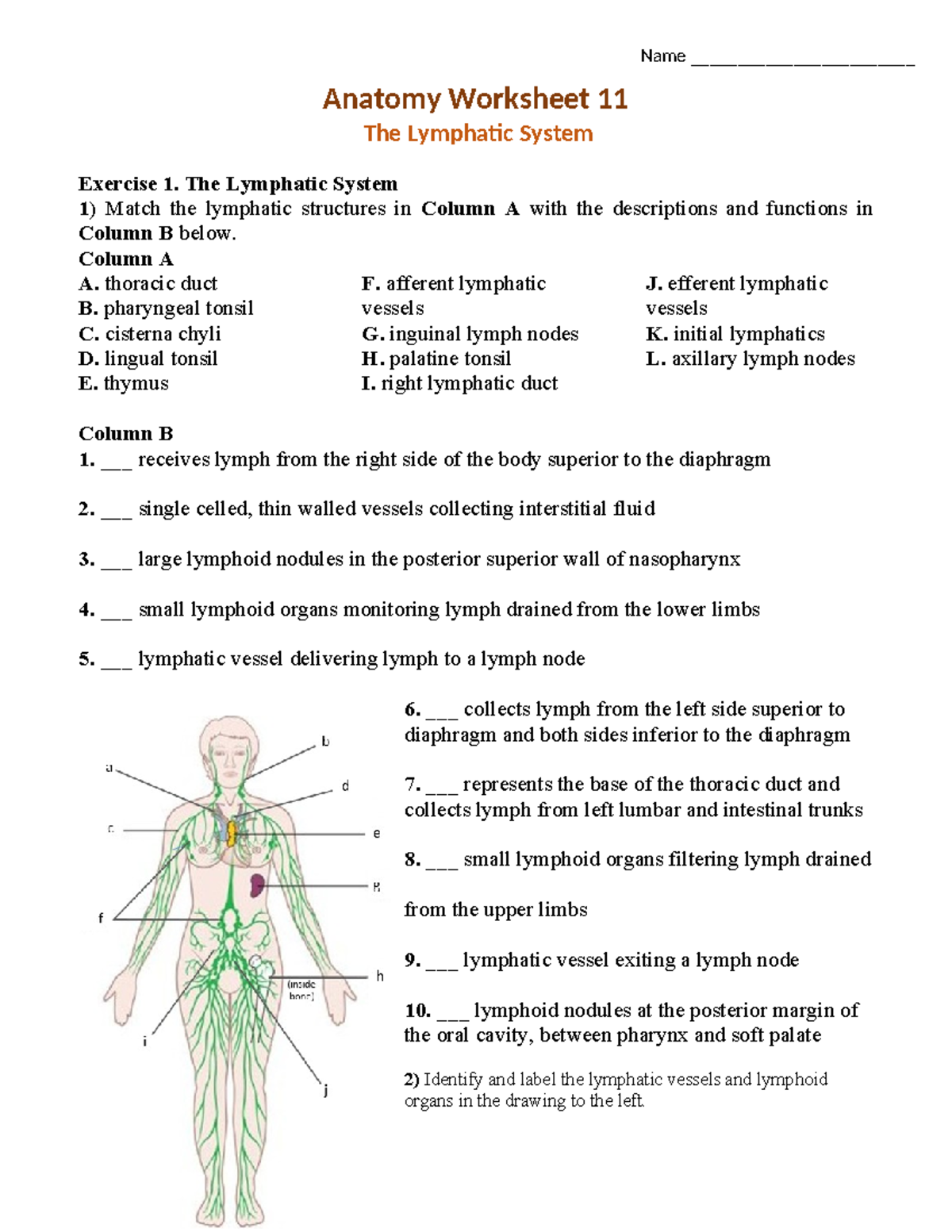 Anat Wkst 11: The Lymphatic System Matching & Exercises - Studocu