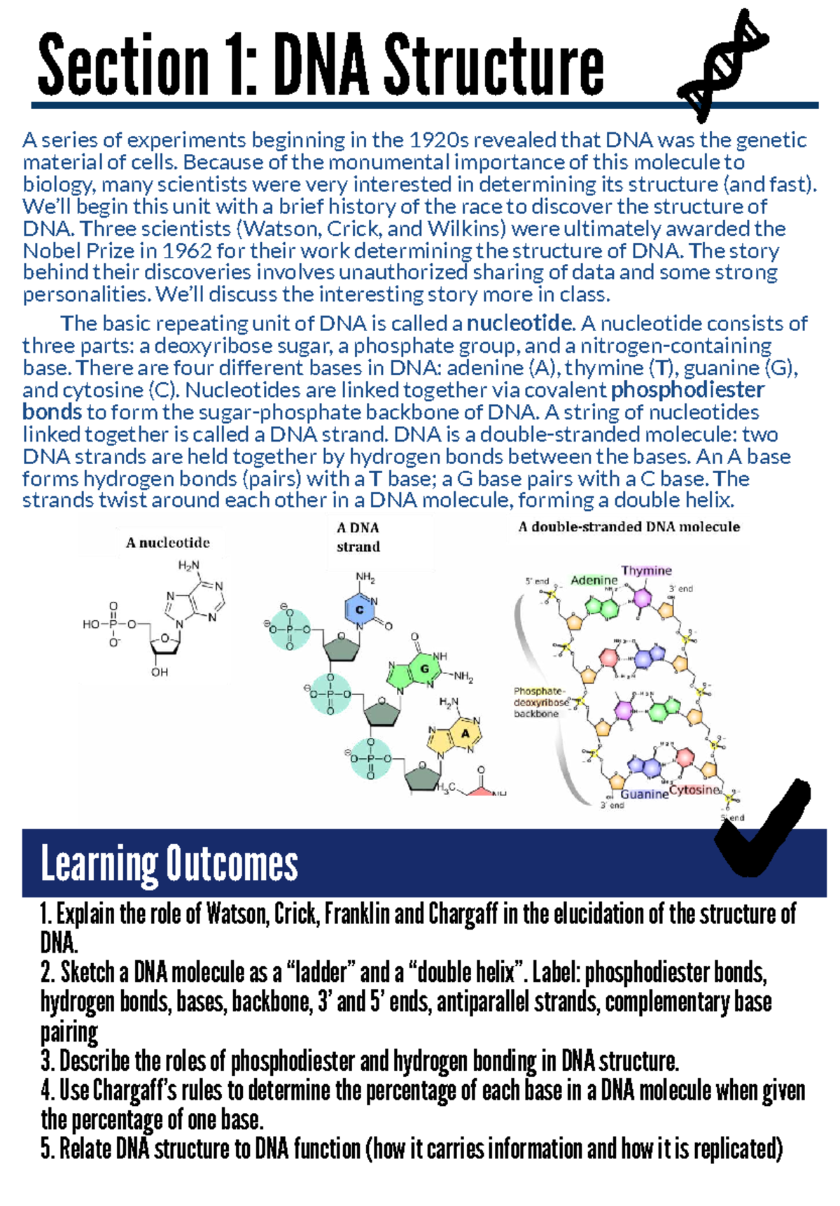 Understanding DNA Structure: Key Concepts and Mechanisms (BIO101) - Studocu