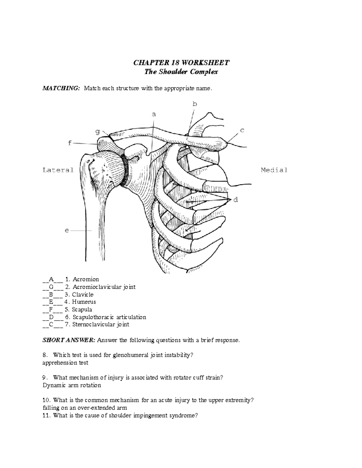 Shoulder Worksheet-2 - CHAPTER 18 WORKSHEET The Shoulder Complex ...