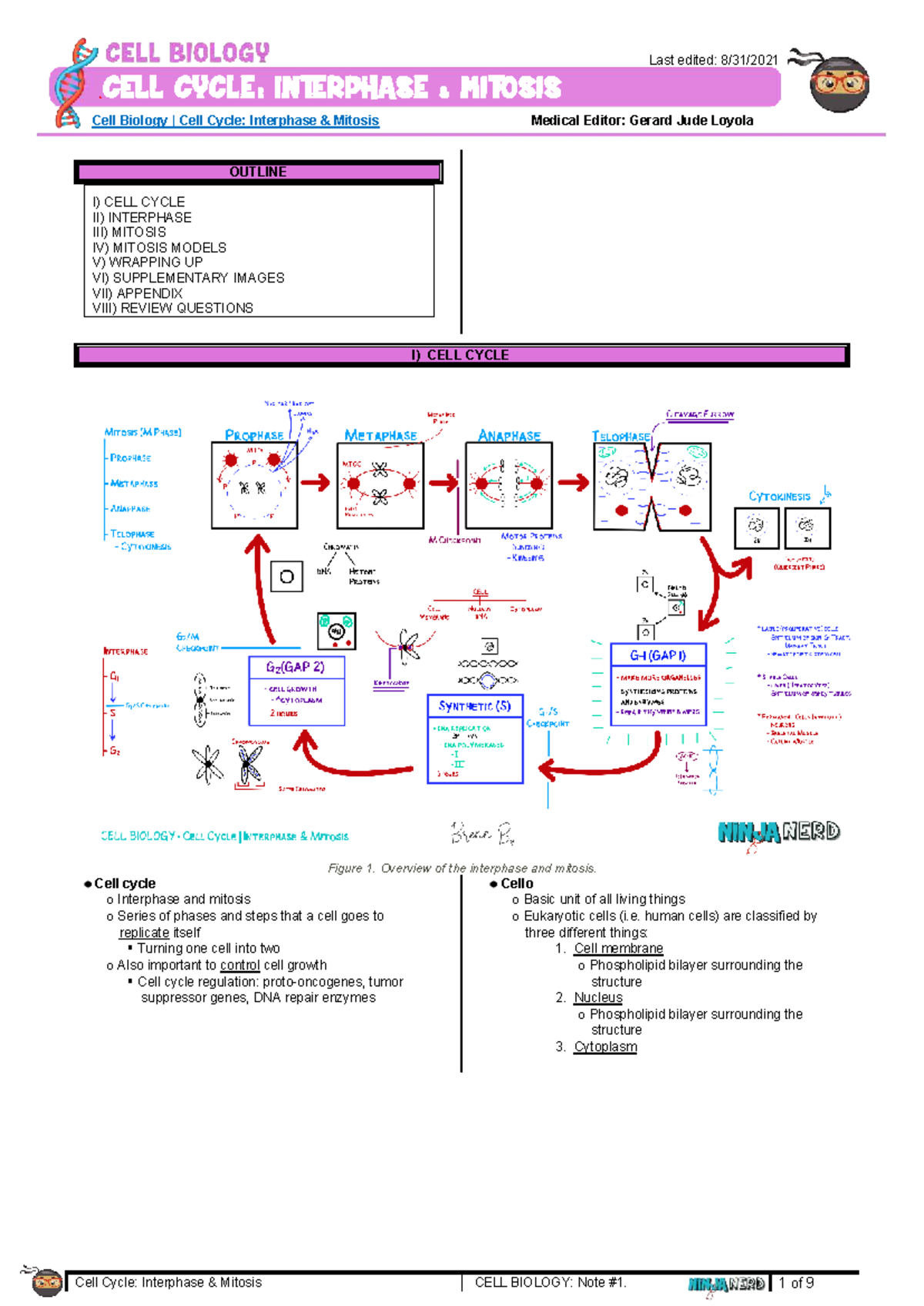 Cell Biology: Cell Cycle and Mitosis Overview (CB 101) - Studocu