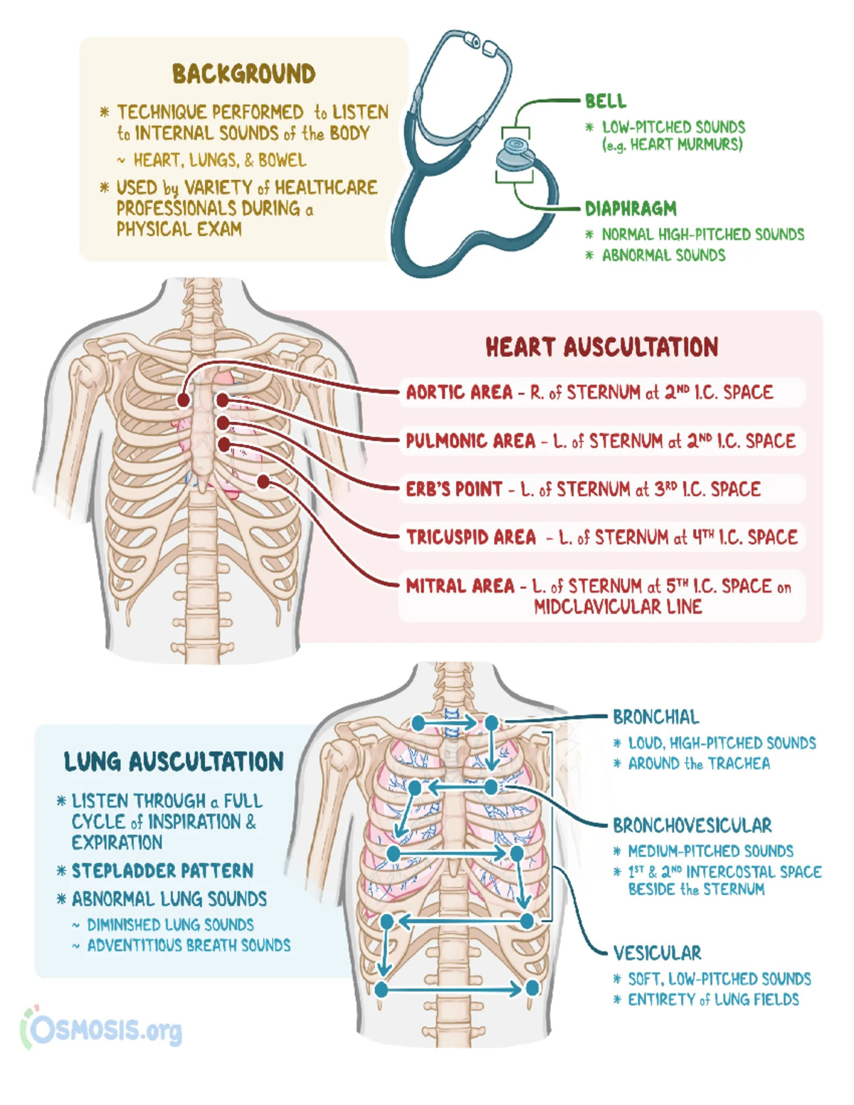 Cardiac & Lung Assessment Techniques: Auscultation Guide 101 - Studocu