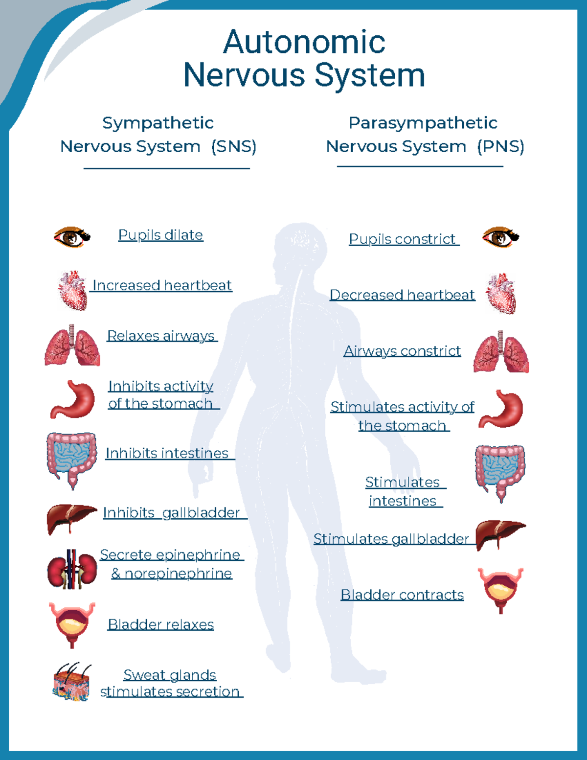 Nervous System Overview: SNS & PNS Functions and Effects - Studocu