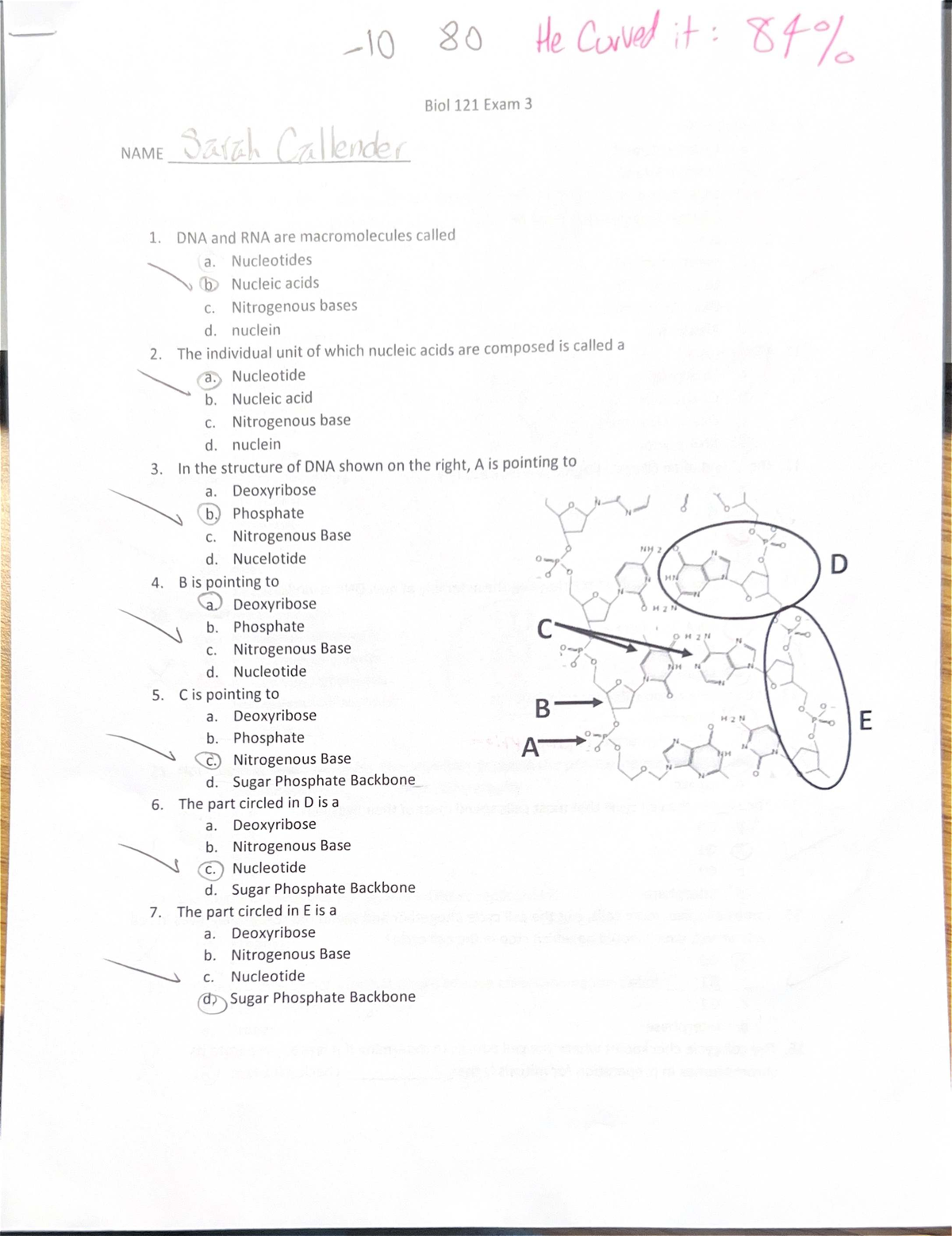 Biology 101: DNA, RNA, and Cell Cycle Quiz - Studocu