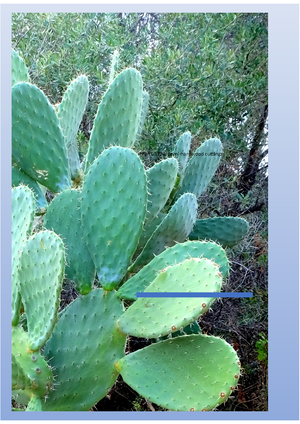 1.390 ATP 2023-24 Gr 5 Sesotho HL final - 2023/24 MORALO WA NAHA WA HO ...