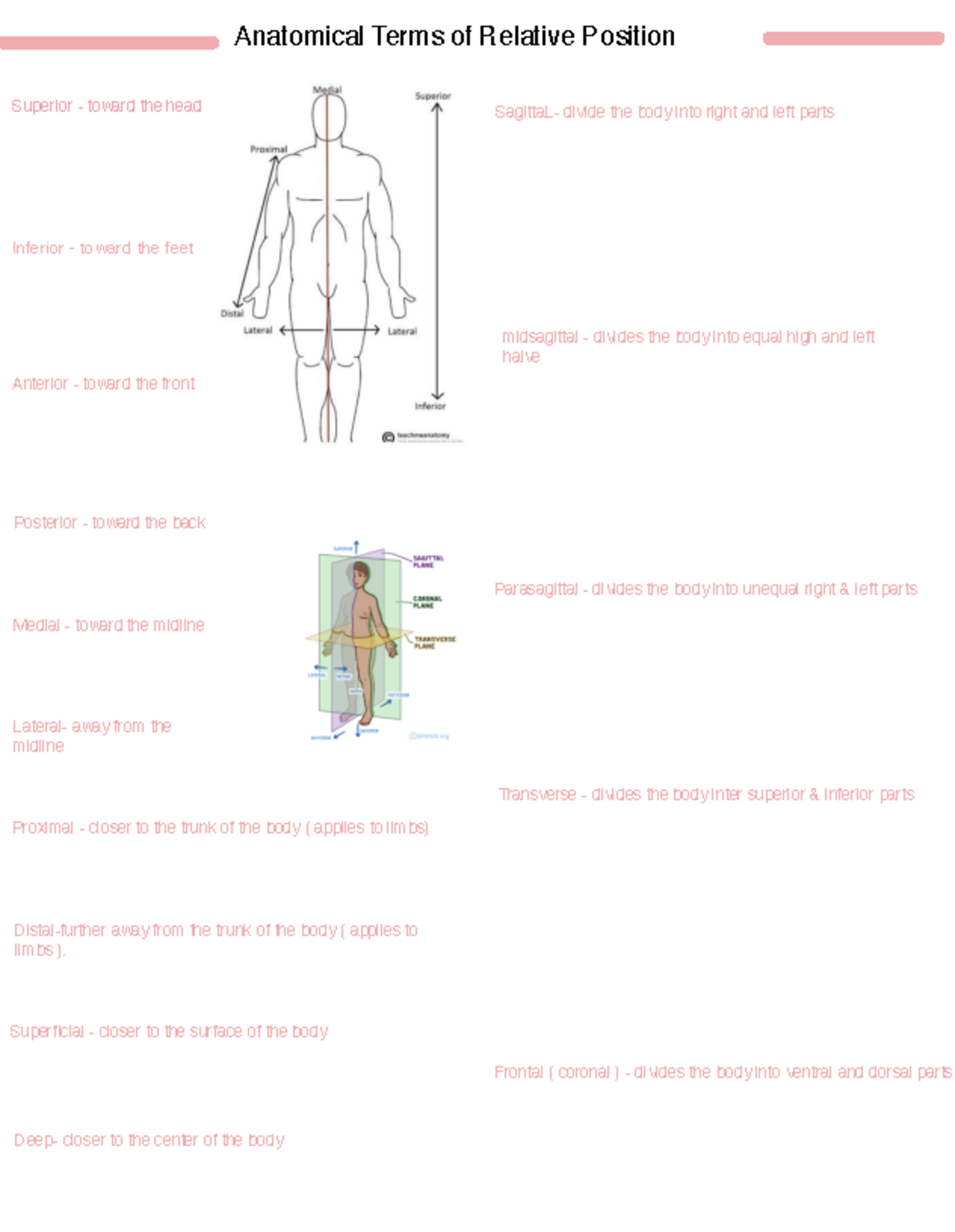 Human Anatomy Notes: Anatomical Terms of Relative Position - Studocu