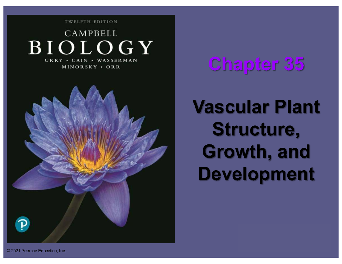 Vascular Plant Structure: Chapter 35 Lecture Notes (BIO101) - Lecture ...