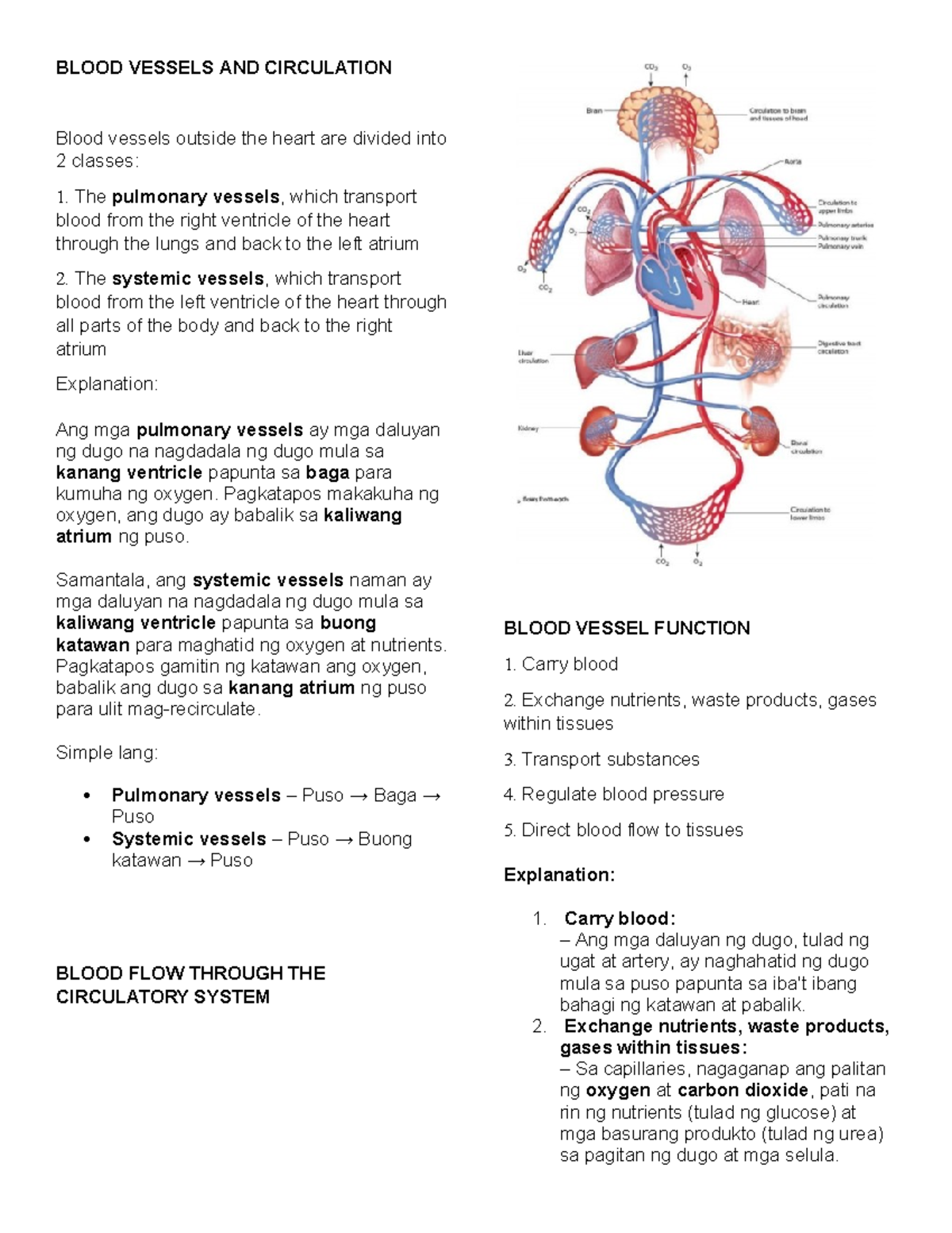 Blood Vessels AND Circulation - BLOOD VESSELS AND CIRCULATION Blood ...