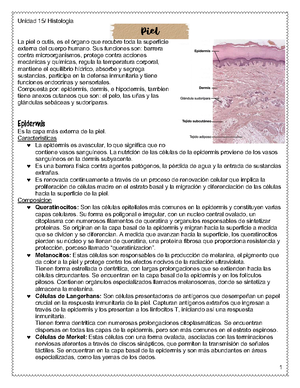 Acinos mucosos-histo - Acinos mucosos Los acinos glandulares son ...