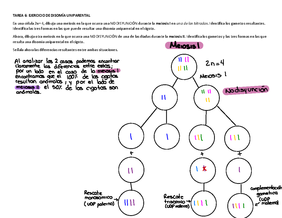 Tarea 6- Lucía Ramírez - Grupo 05 - TAREA 6 : EJERCICIO DE DISOMÍA ...