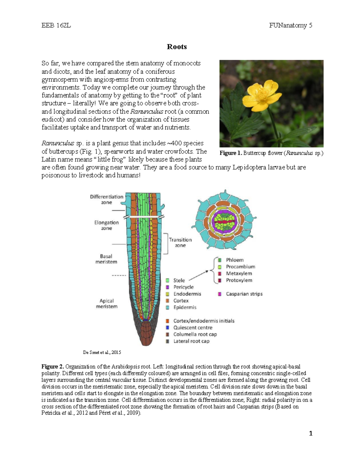 EEB 162L FUNanatomy 5: Exploring Ranunculus Root Anatomy - Studocu