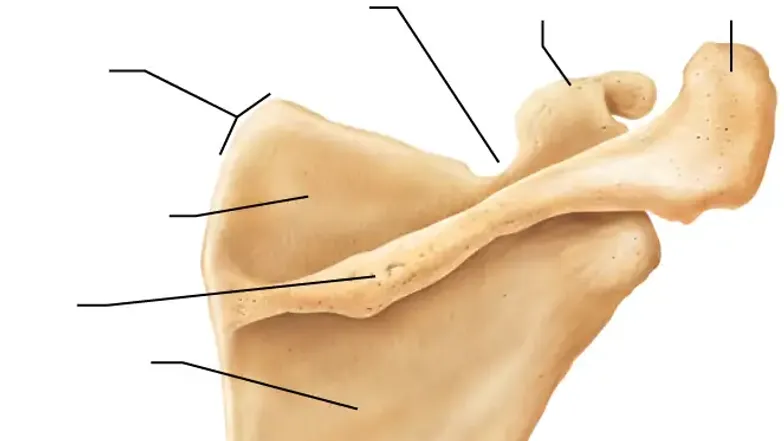Exercise 10: The Appendicular Skeleton Review Sheet - Studocu