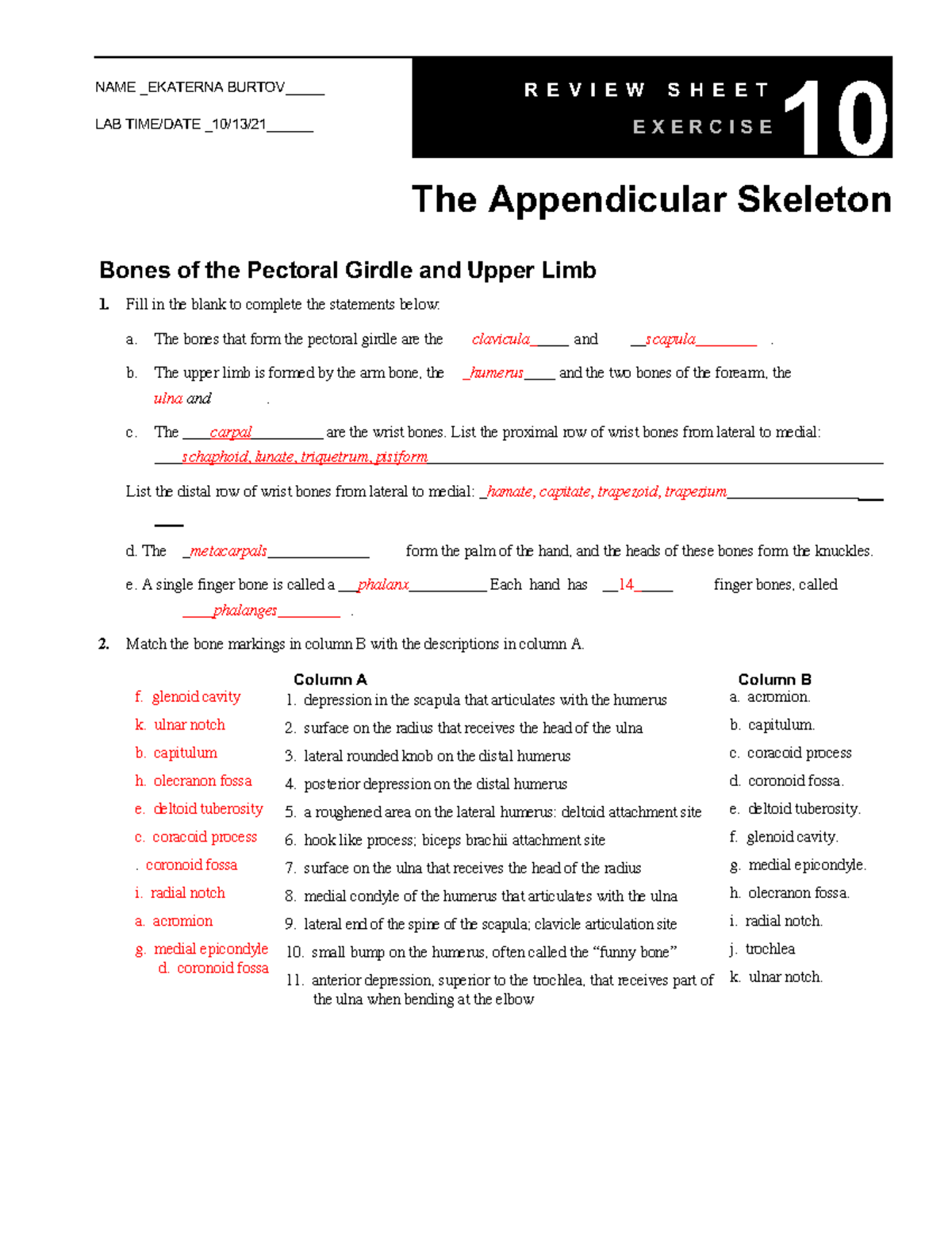 Exercise 10. the appendicular Skeleton. - NAME EKATERNA BURTOV____ LAB TIME/DATE 10/13/21 ...