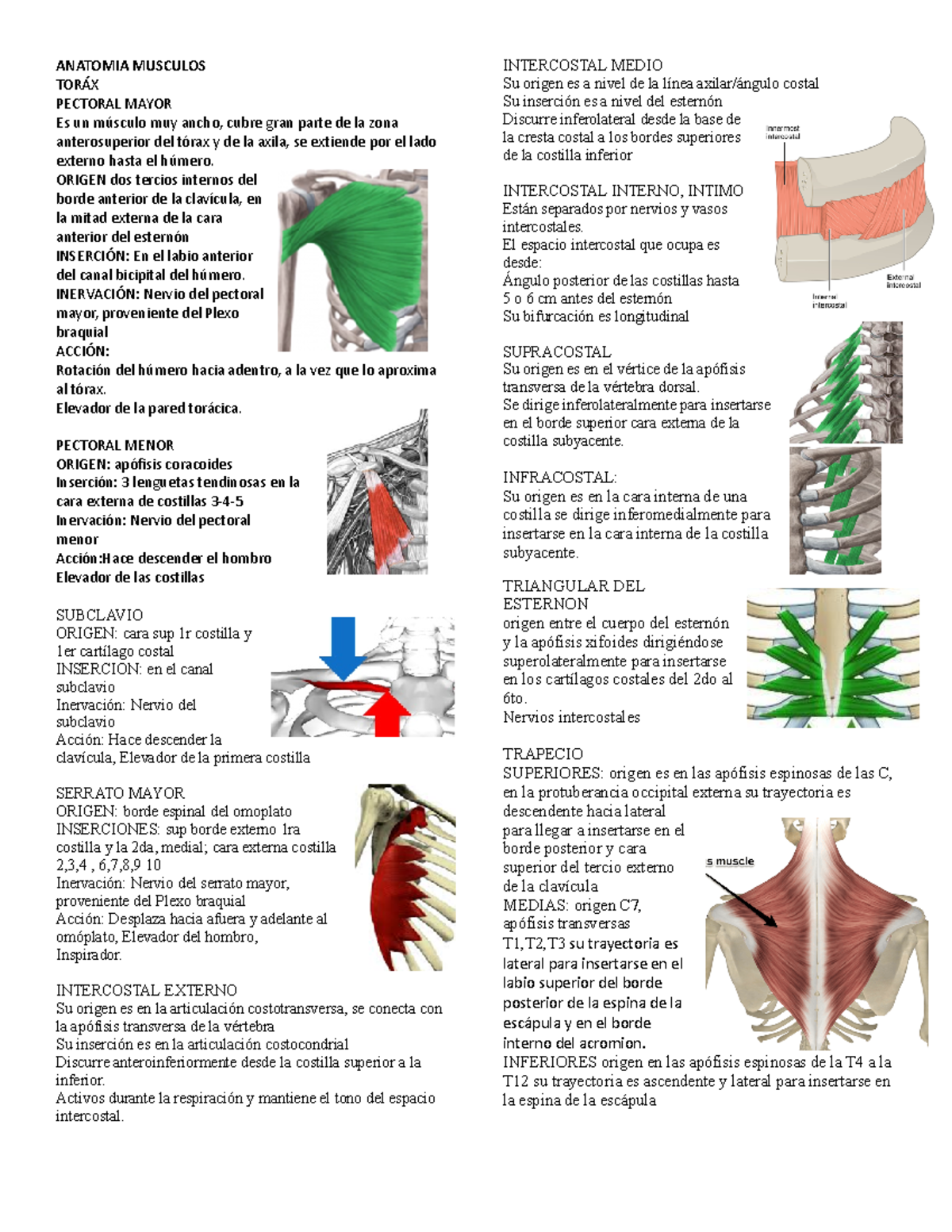 Anatomía Del Músculo Romboides