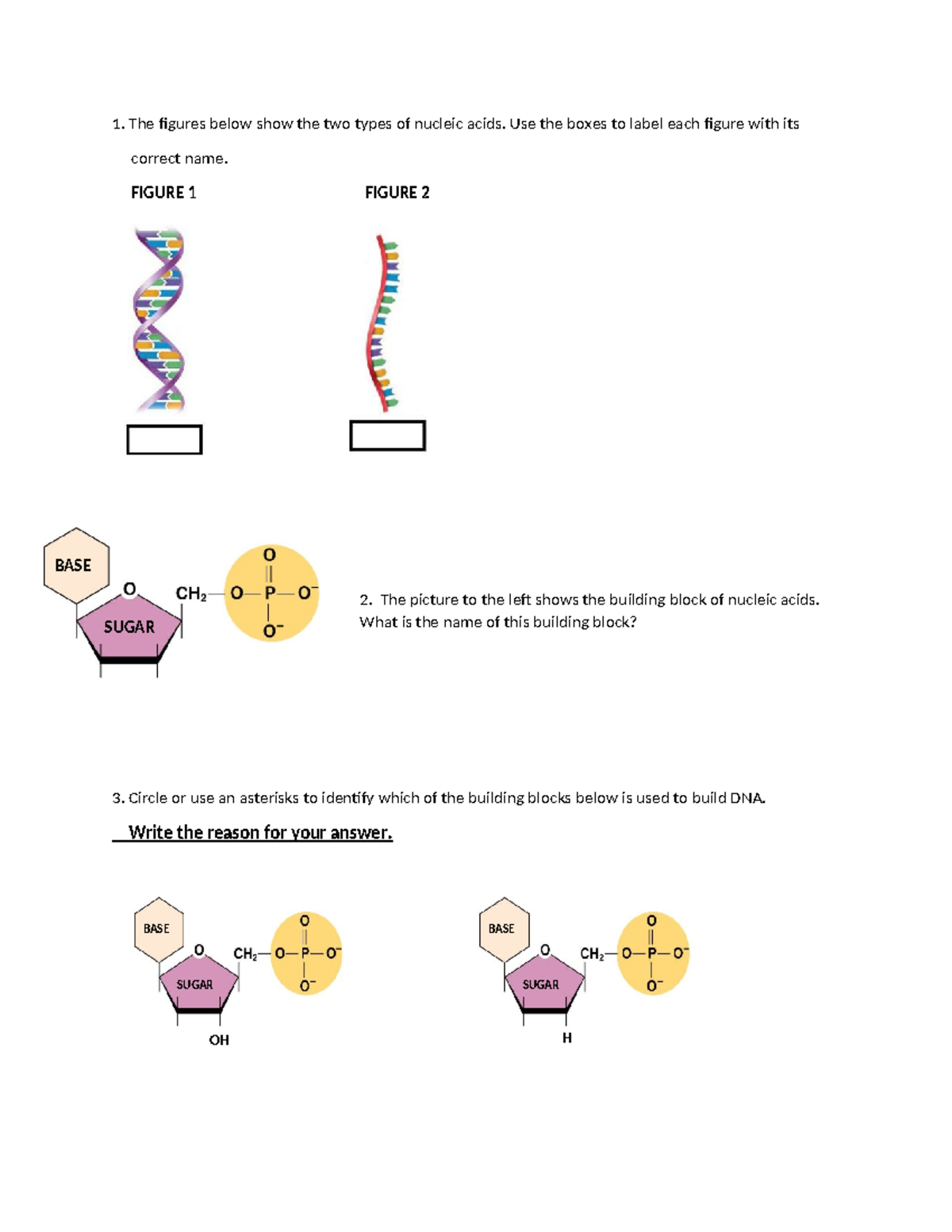 DNA Structure Worksheet - Nucleic Acids & Building Blocks - Studocu