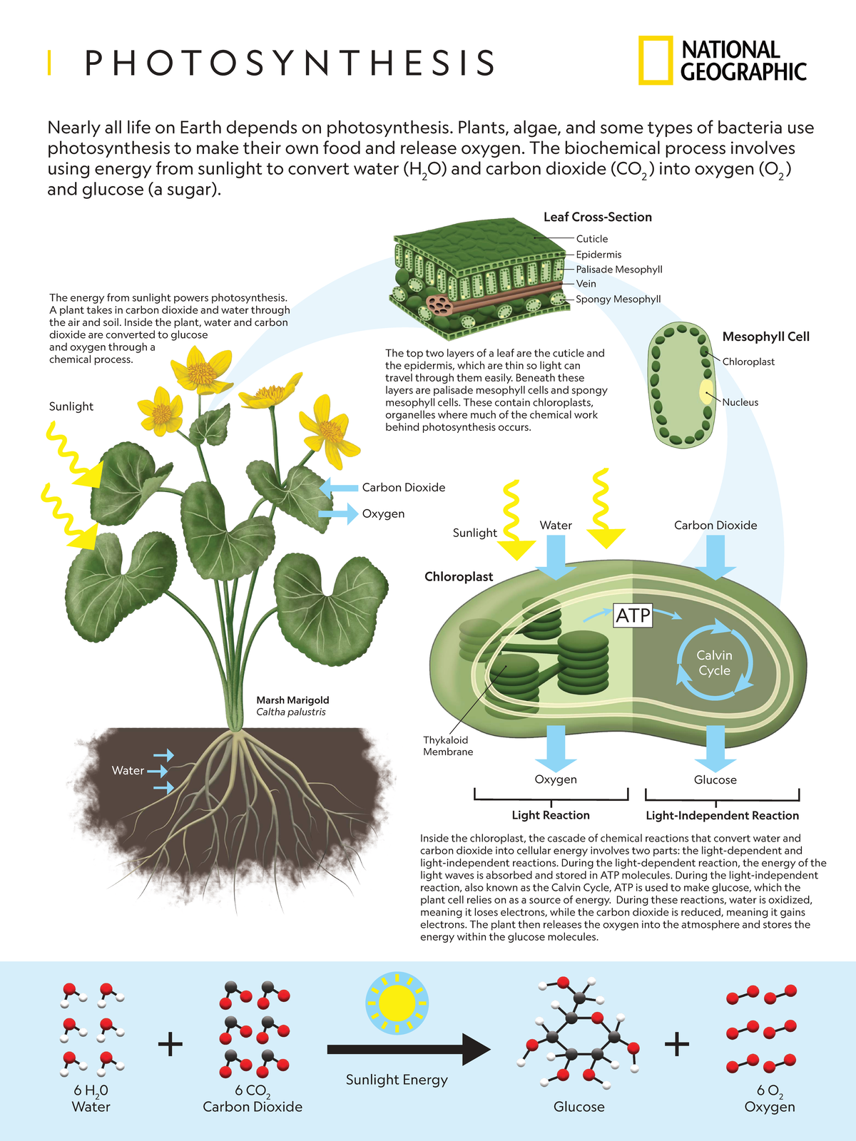 PHOTOSYNTHESIS: The Essential Process for Life on Earth - Studocu