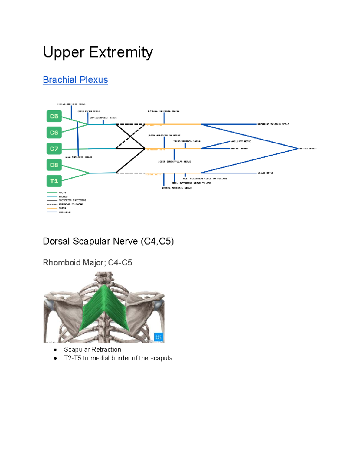 Brachial Plexus & Upper Extremity Injury: NPTE Practice Questions - Studocu