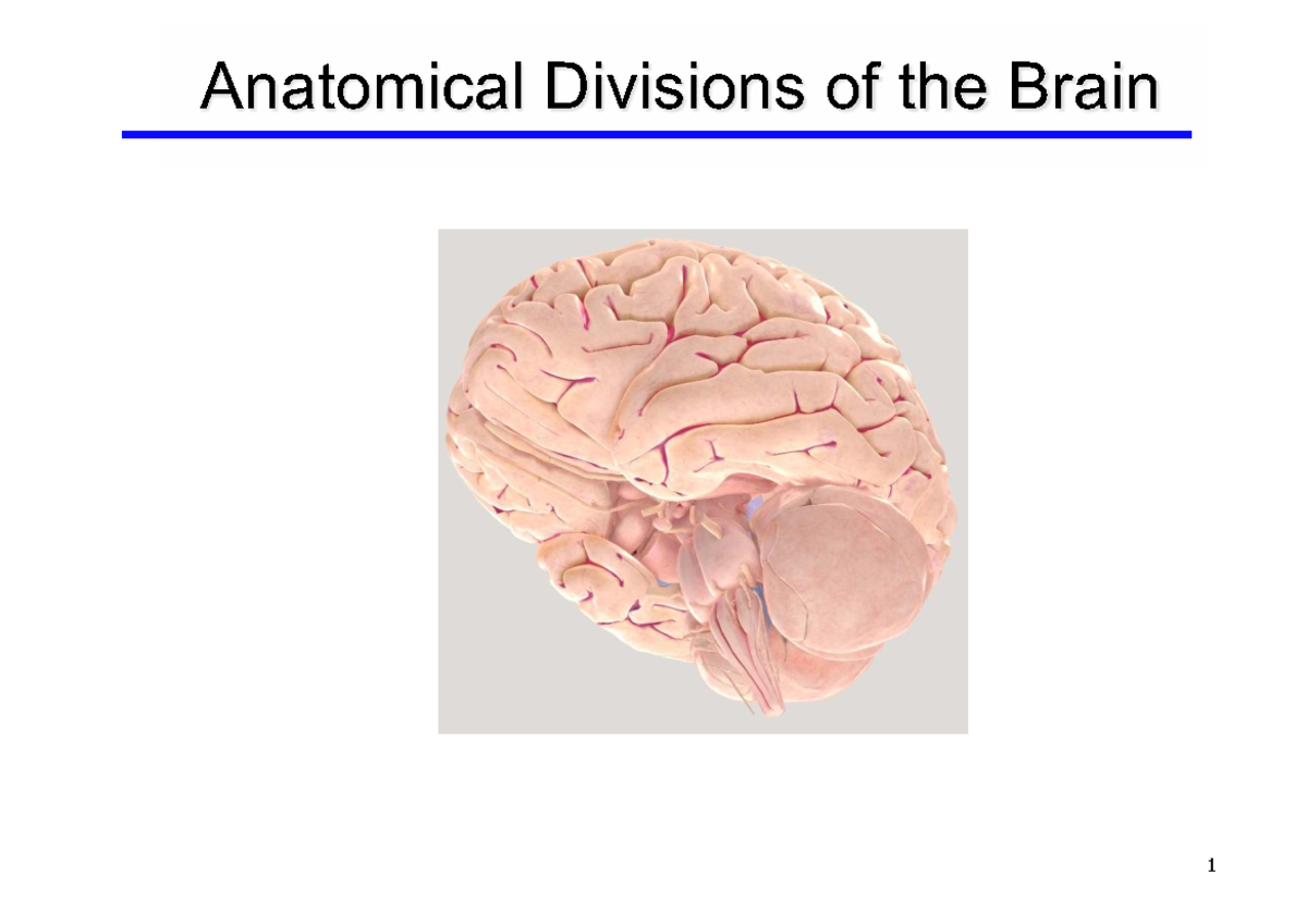 Brain Anatomy: PSY 101 Lecture Notes on Brain Divisions - Studocu