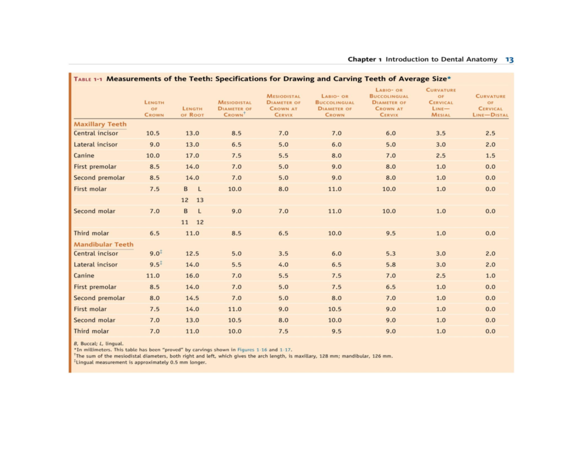 Chapter 1: Tooth Measurements in Dental Anatomy (DA 101) - Studocu