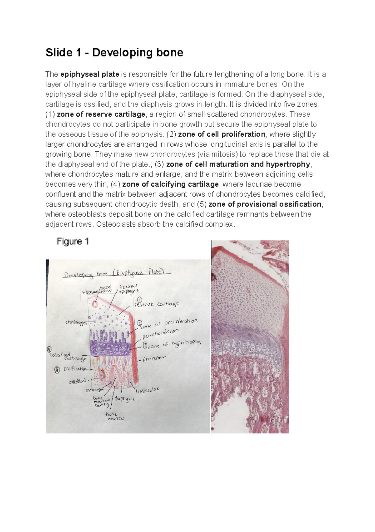 Anatomy & Histology: Bone & Skin Insights for Study (Code Unspecified ...