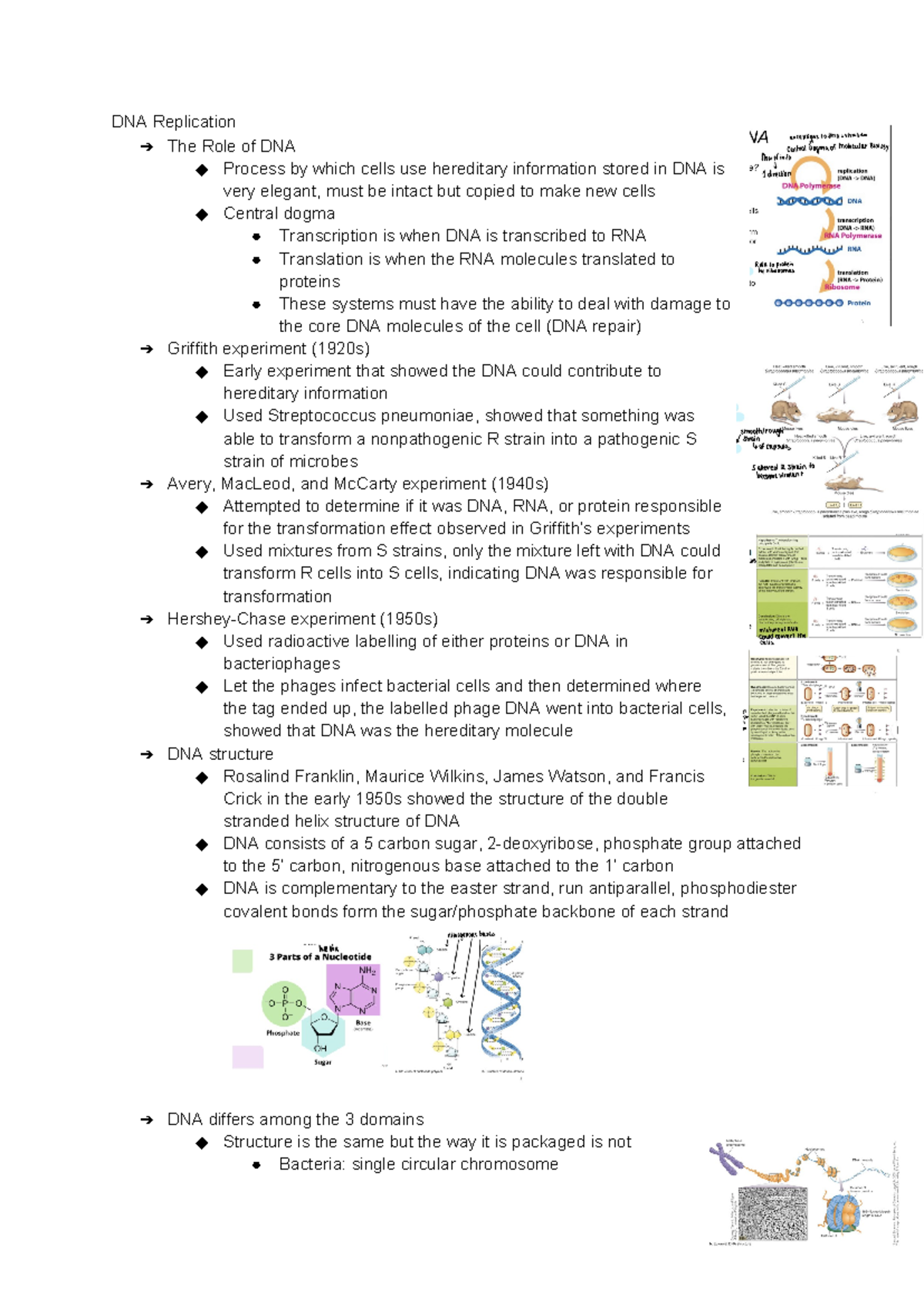 Microbiology Summary - DNA Replication The Role of DNA Process by which ...