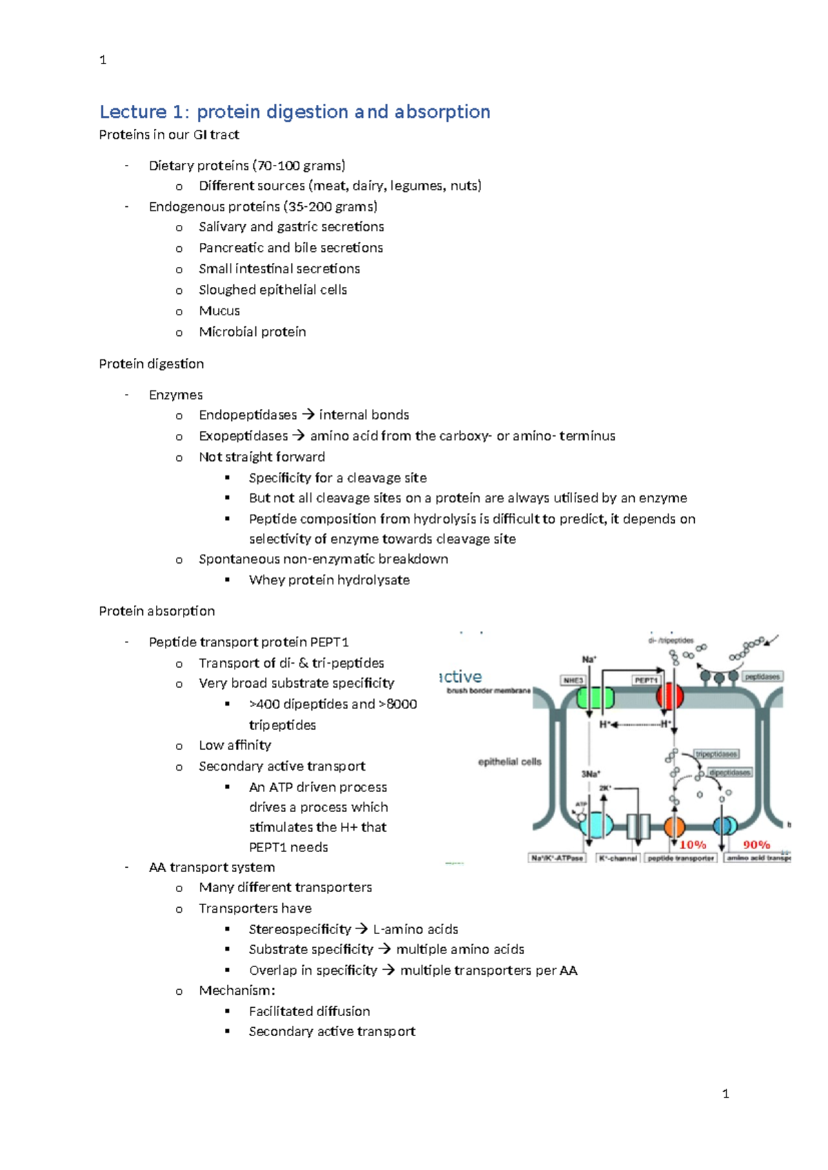 HNE30706 Lecture Notes: Protein, Carbohydrate, and Lipid Digestion ...