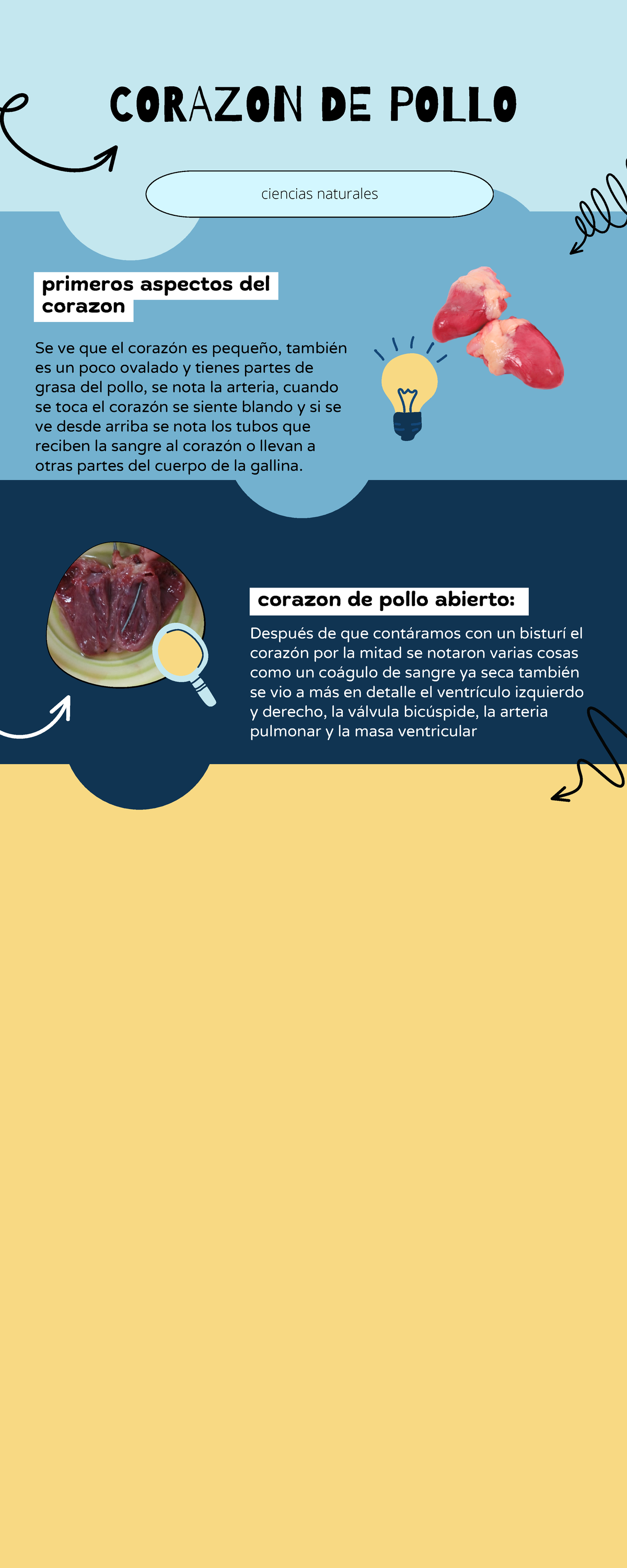 Infografía sobre el Corazón de Pollo en Ciencias Naturales - Studocu