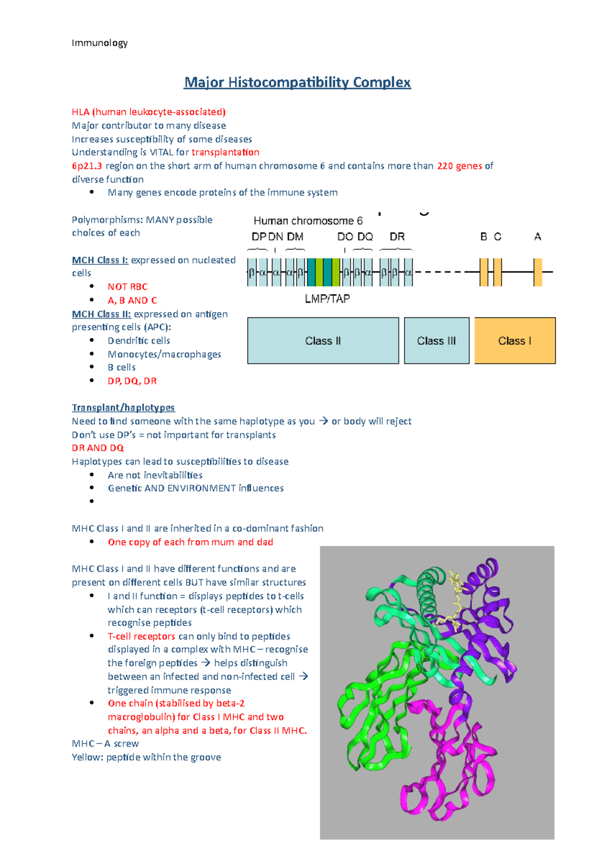 Major Histocompatibility Complex - Immunology Major Histocompatibility ...