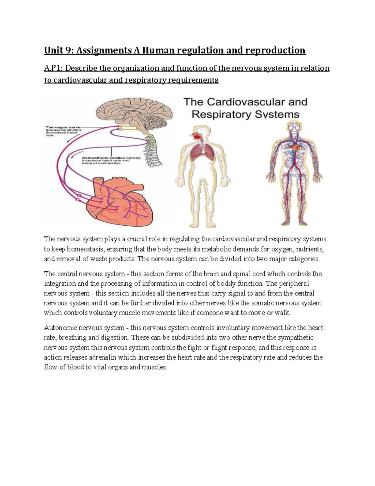 Unit 9: A.P1 & A.M1 - Nervous System Regulation of Cardiovascular ...