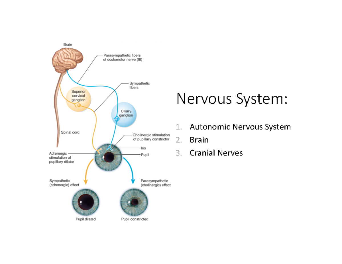 S11 slides - ANS, Brain and Cranial Nerves - Nervous System: 1 ...